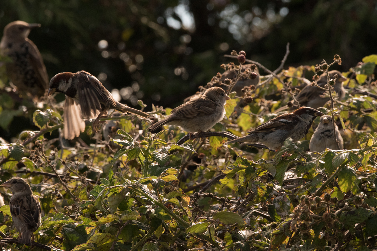 Všechno nejlepší a hodně štěstí, vrabci!
